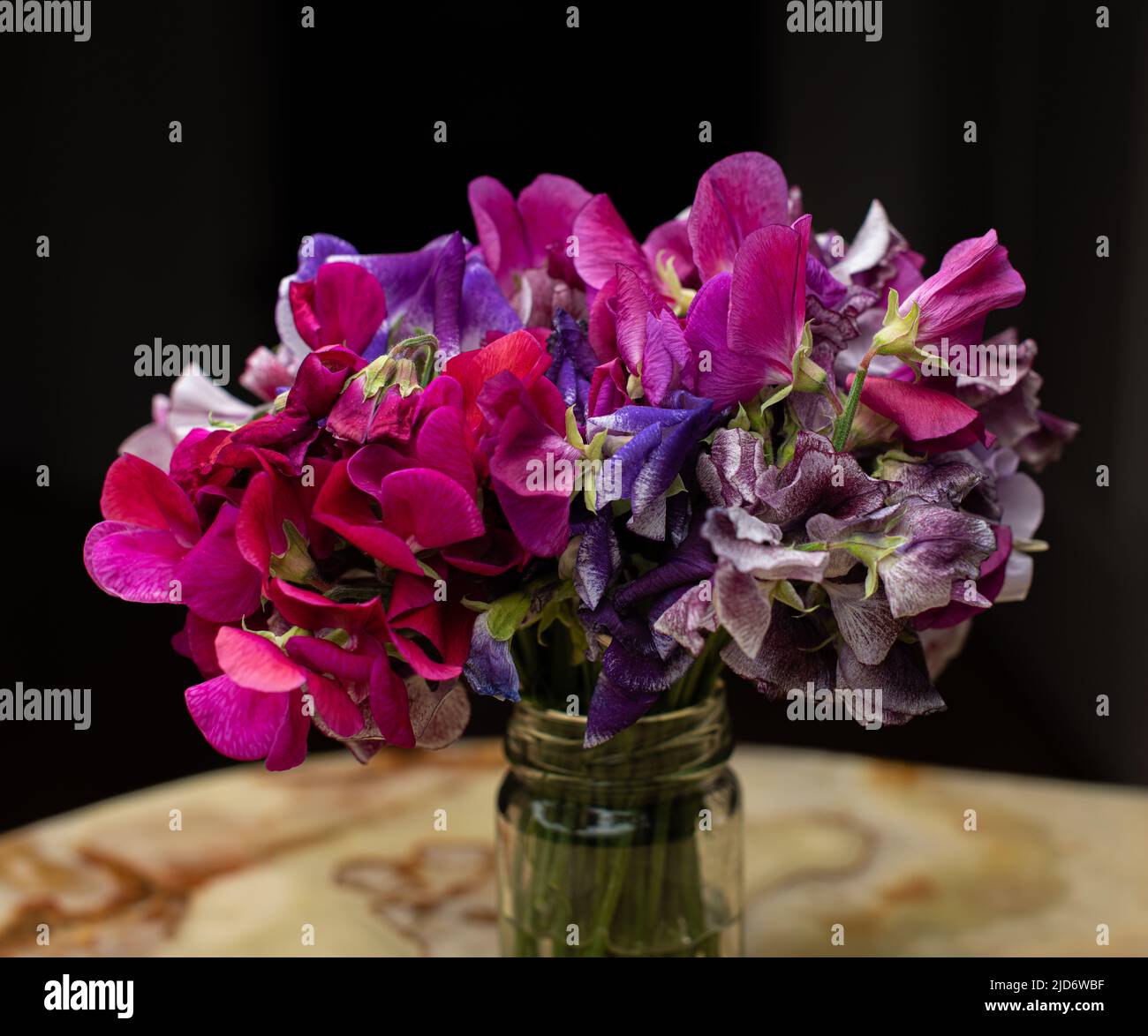 Purple sweet pea hi-res stock photography and images - Alamy