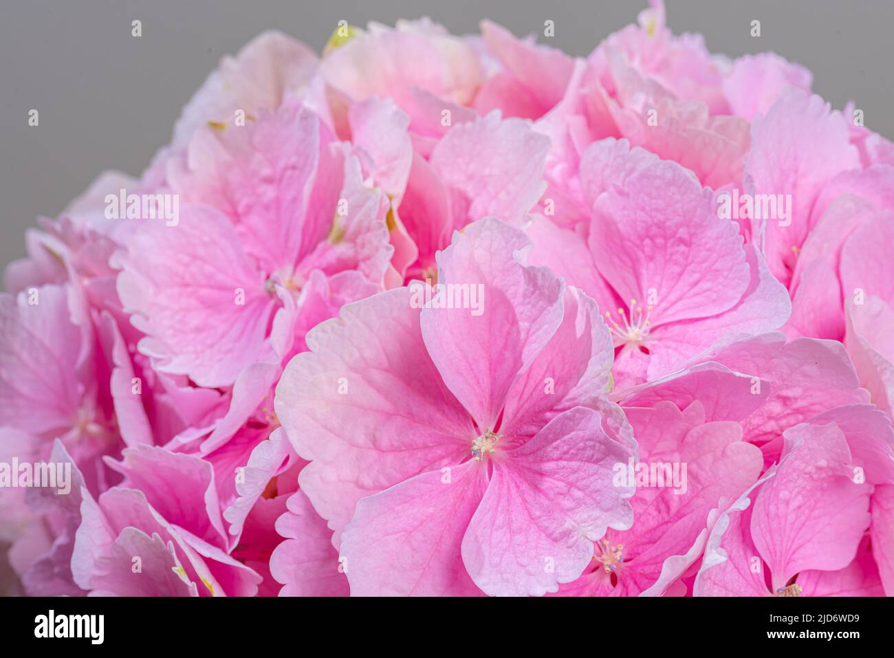 Pink flower of french hydrangea Stock Photo - Alamy
