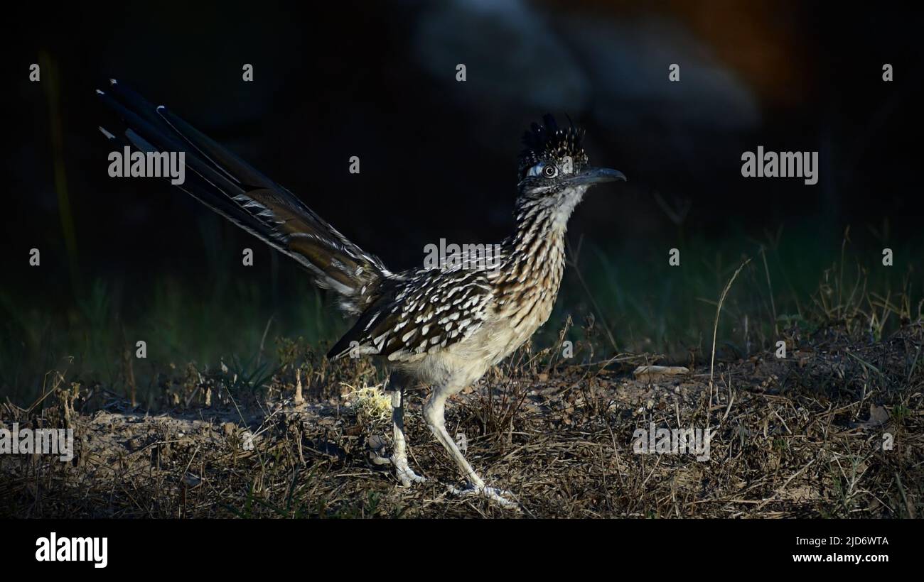 Roadrunner brightly lit by the summer sun Stock Photo - Alamy