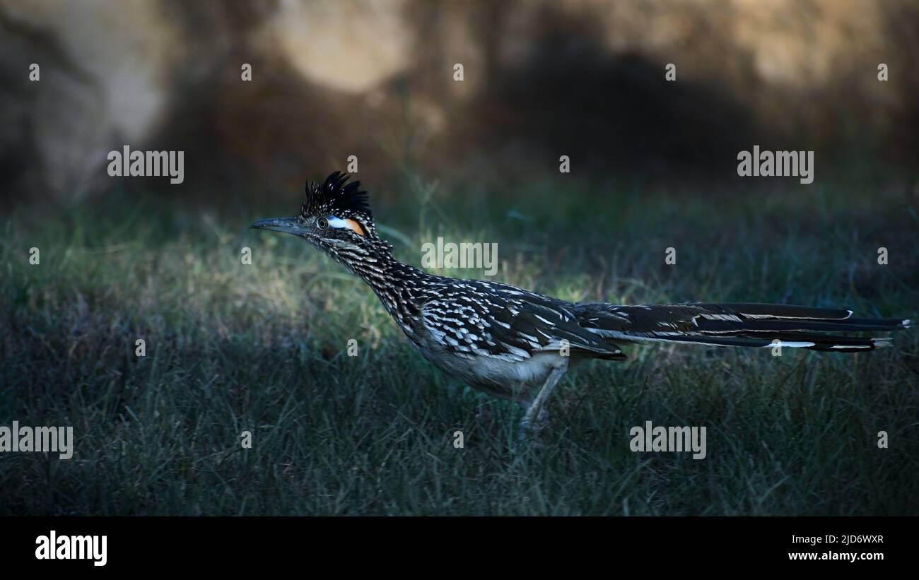 Short orange tail hi-res stock photography and images - Alamy