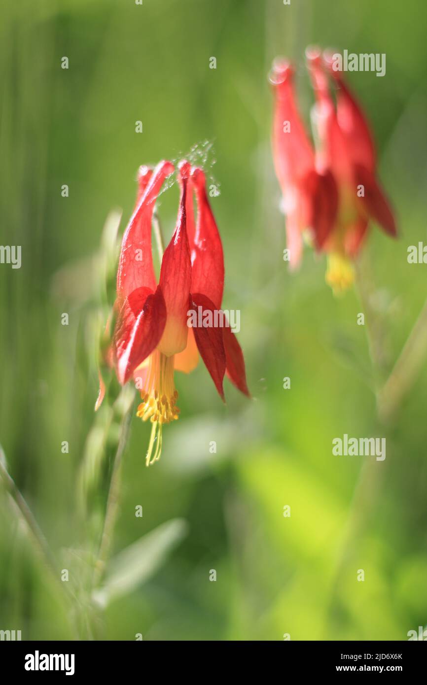 Columbine red flower close-up with decorative detail and cheerful rose ...