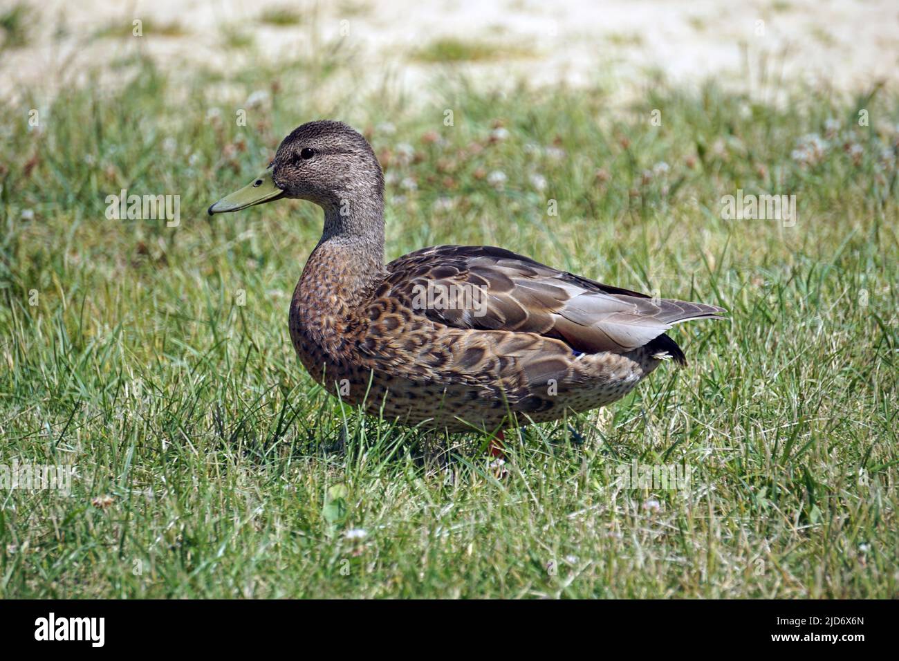 Brown mallard duck walking on grass Stock Photo - Alamy
