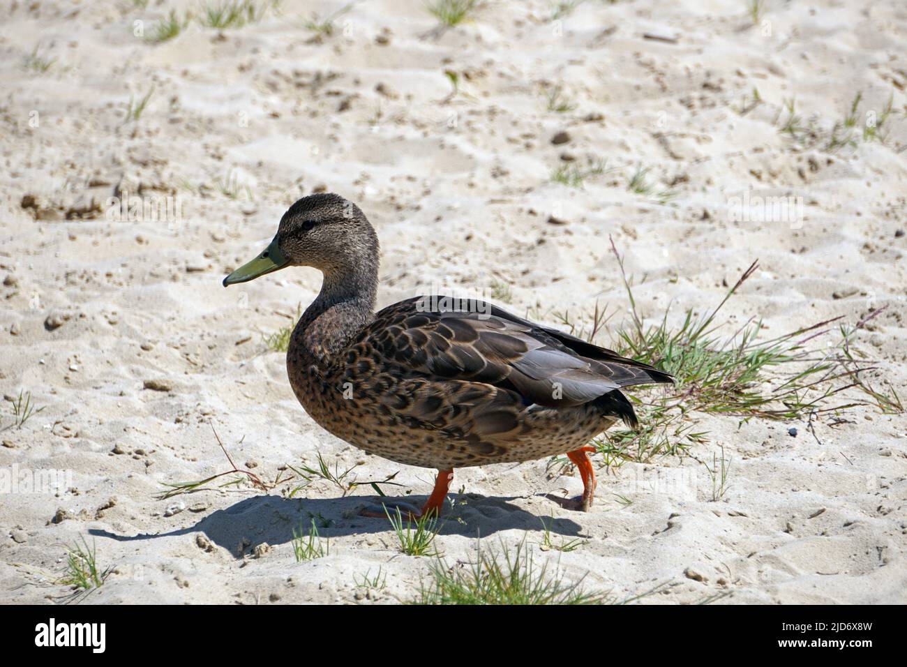 Brown mallard duck walking on sand Stock Photo - Alamy
