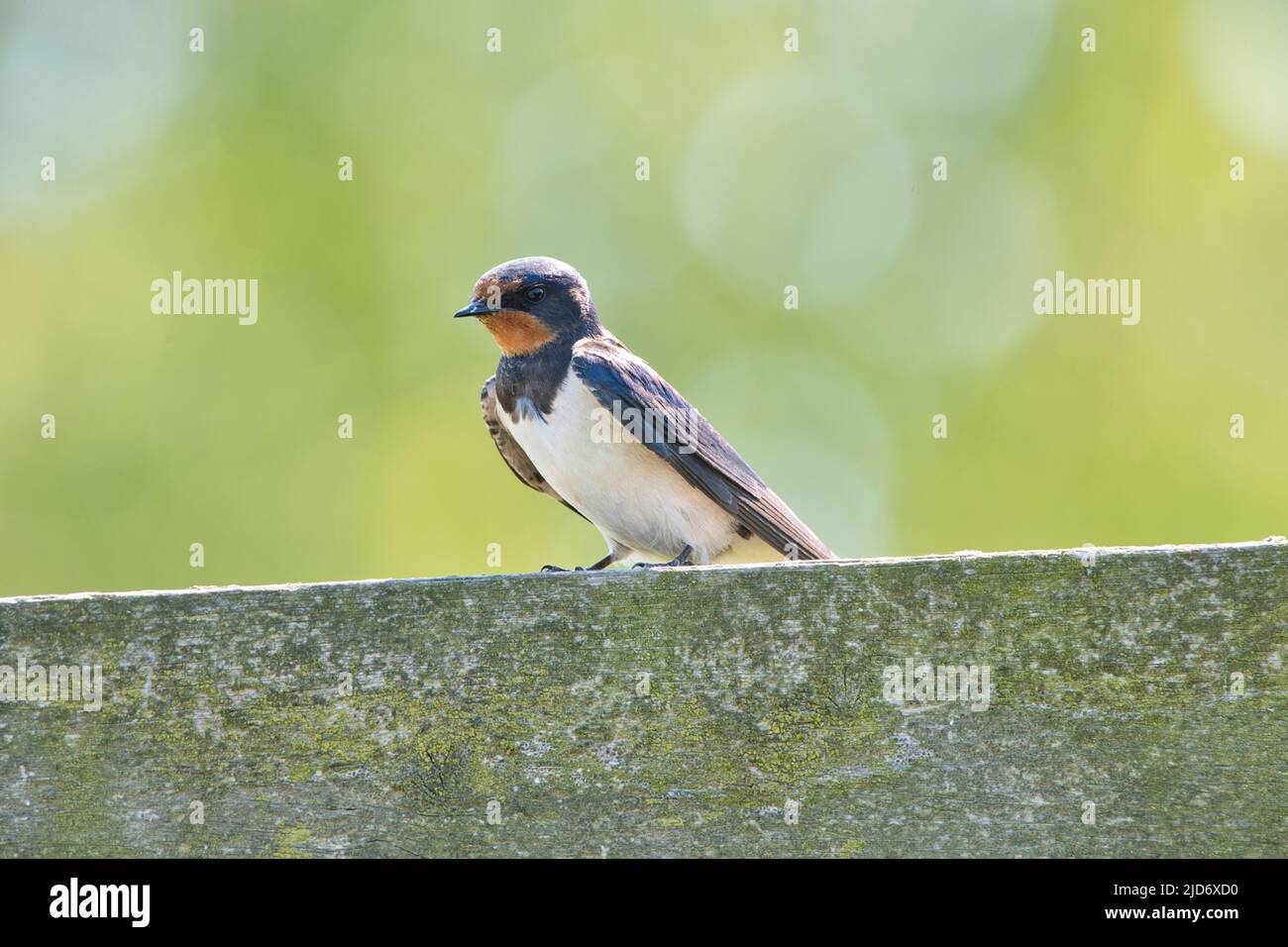 Perched uk swallow perched bird hi-res stock photography and images - Alamy
