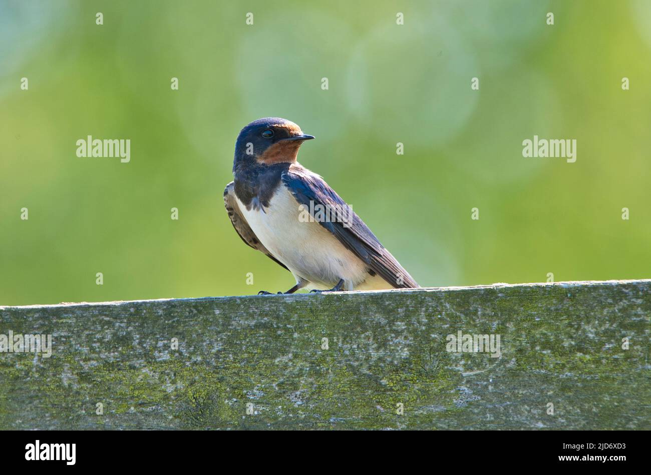 Barn swallow (Hirundo rustica) perched on a beam, backlit Stock Photo ...