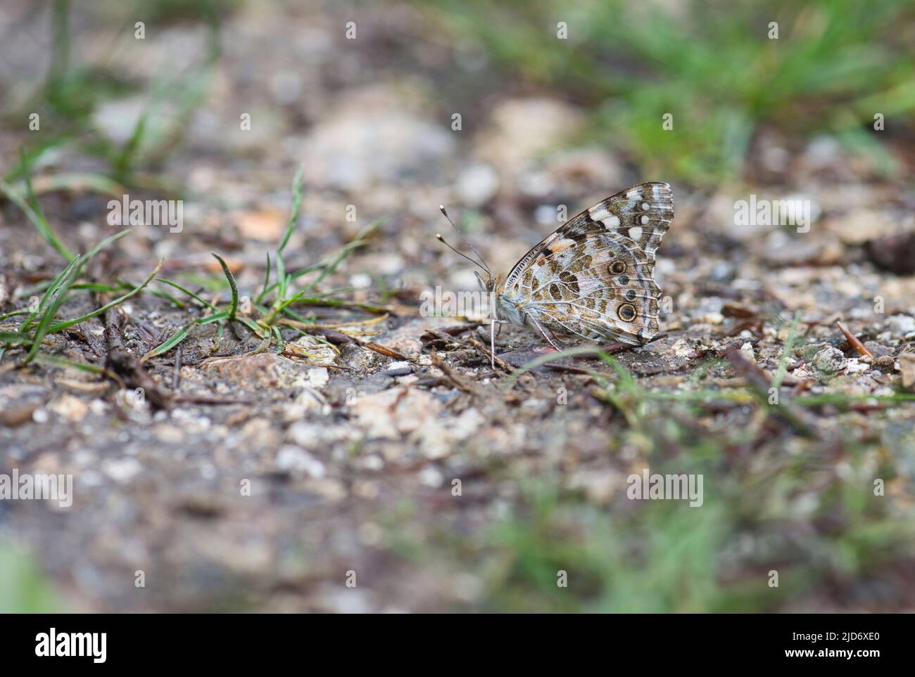 Underside of a painted lady butterfly (Vanessa cardui Stock Photo - Alamy