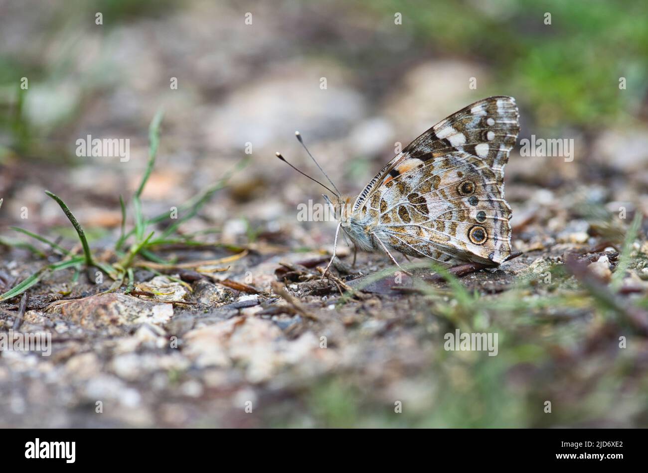 O cardero hi-res stock photography and images - Alamy