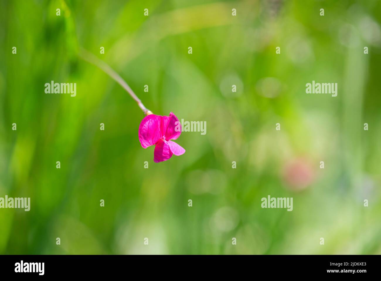 Grass vetchling (Lathyrus nissolia), flower Stock Photo - Alamy