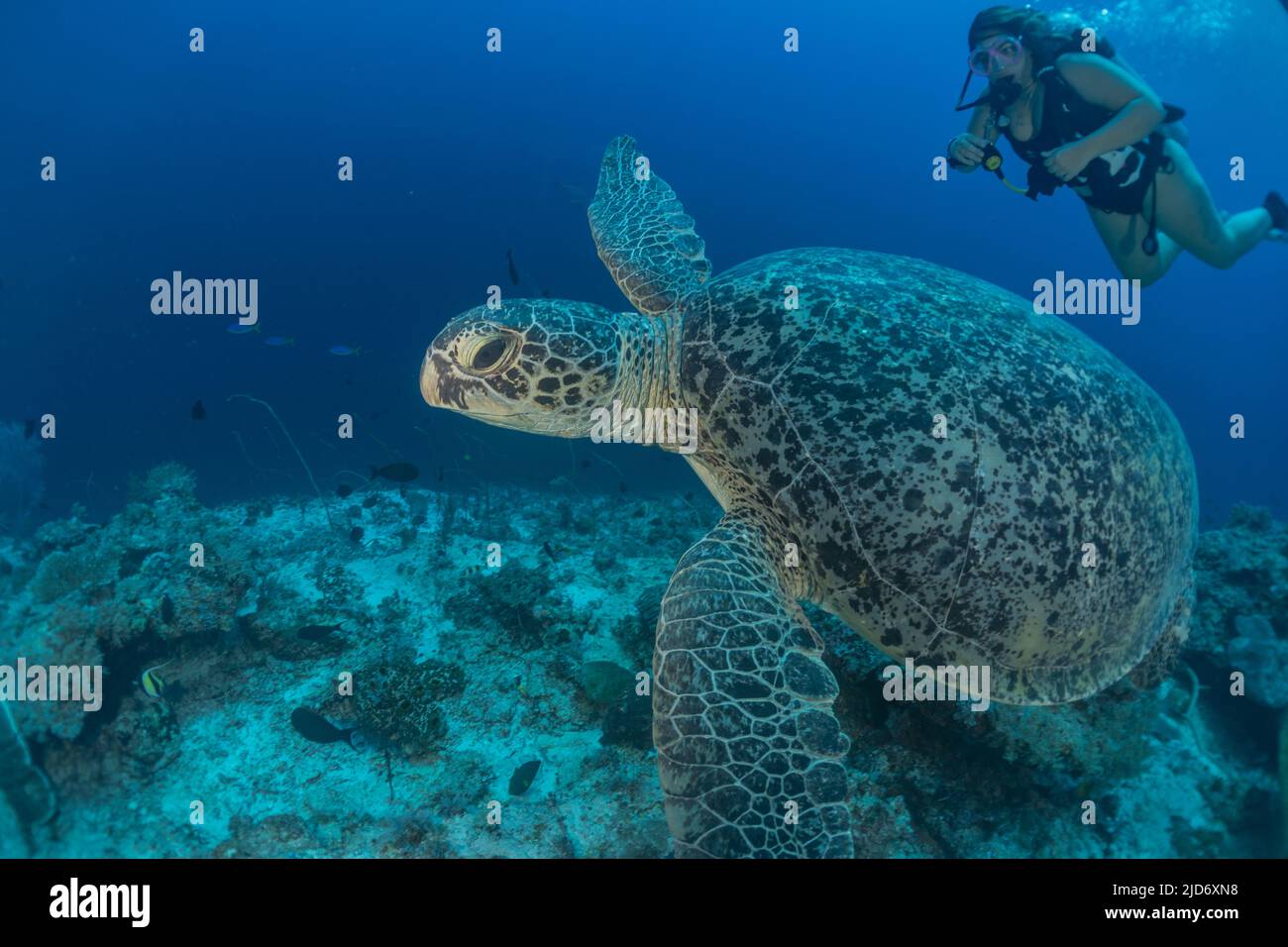 Hawksbill sea turtle at the Tubbataha Reefs Philippines Stock Photo - Alamy