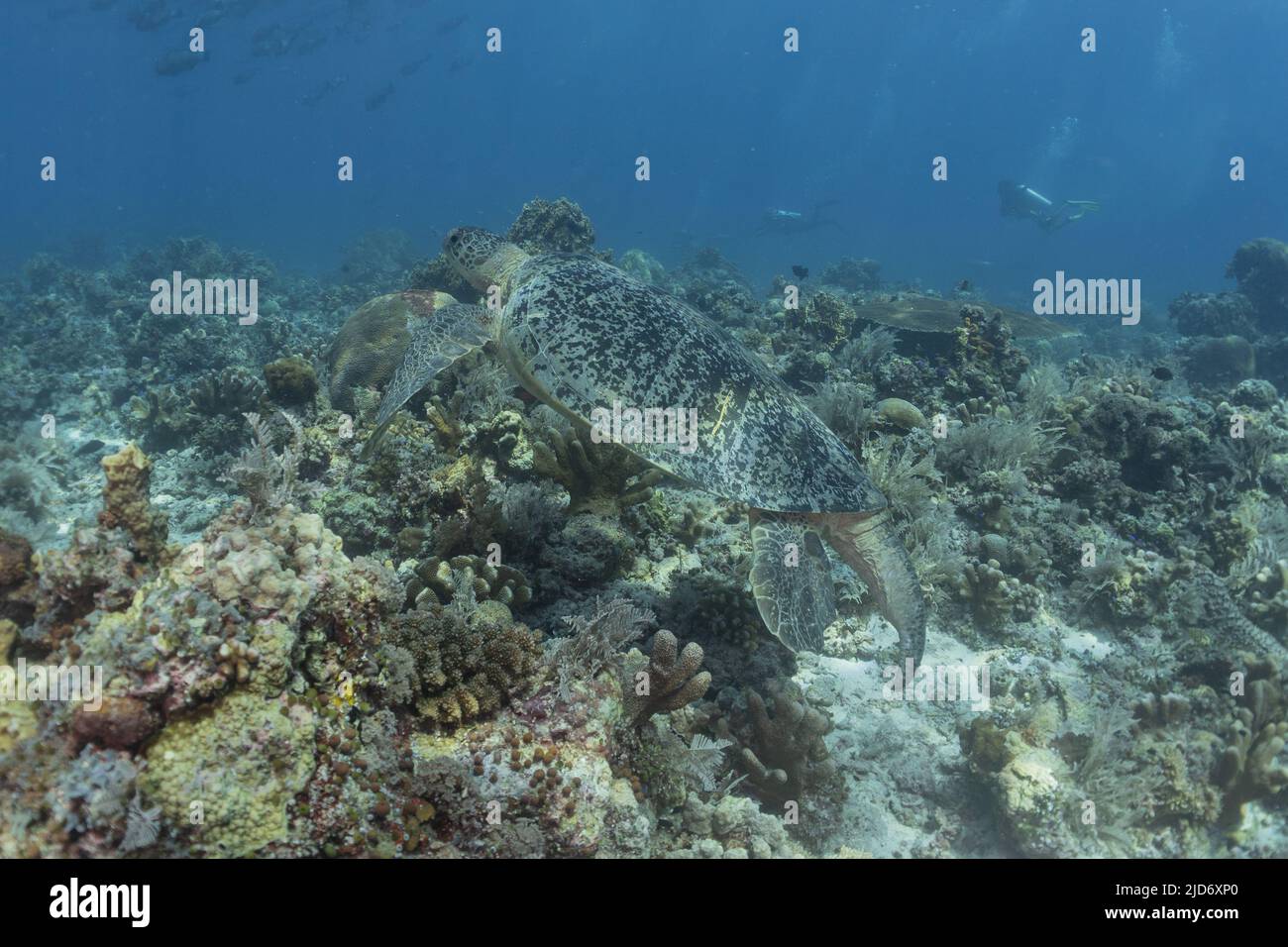 Hawksbill sea turtle at the Tubbataha Reefs Philippines Stock Photo - Alamy