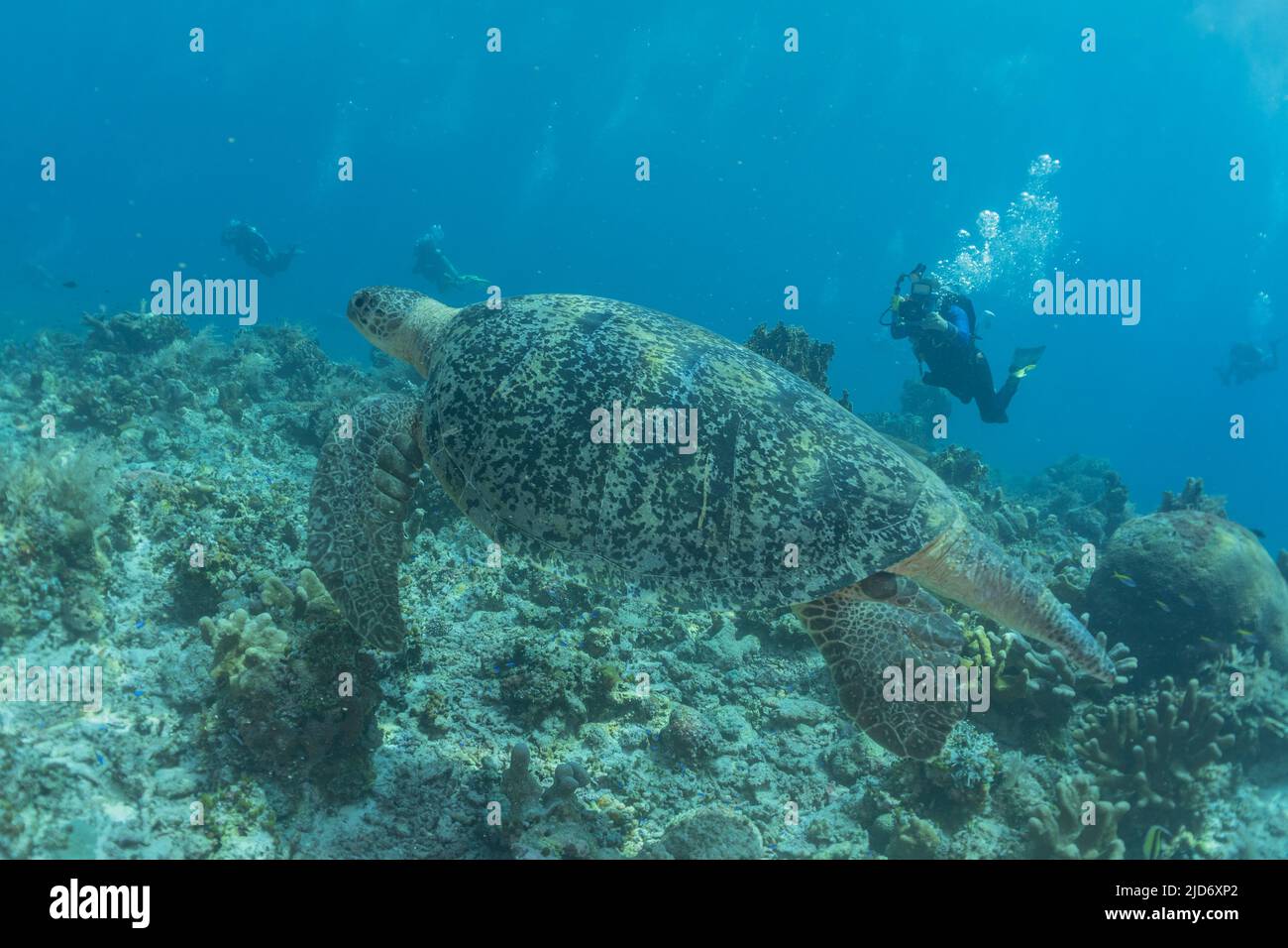 Hawksbill sea turtle at the Tubbataha Reefs Philippines Stock Photo - Alamy