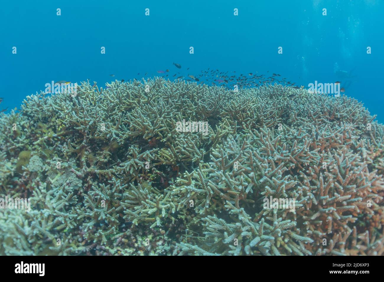 Coral reef and water plants at the Tubbataha Reefs, Philippines Stock ...