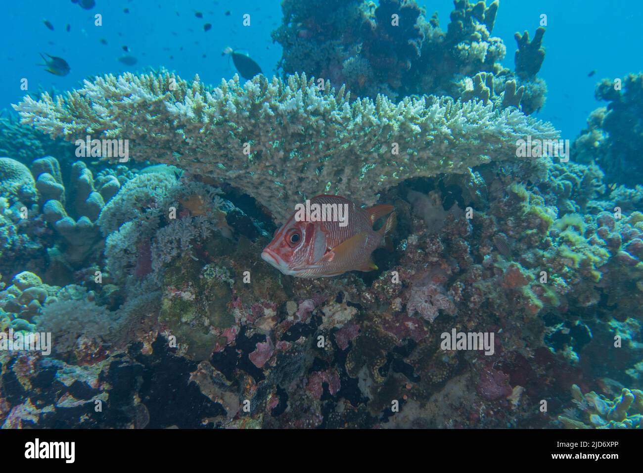 Coral reef and water plants at the Tubbataha Reefs, Philippines Stock ...