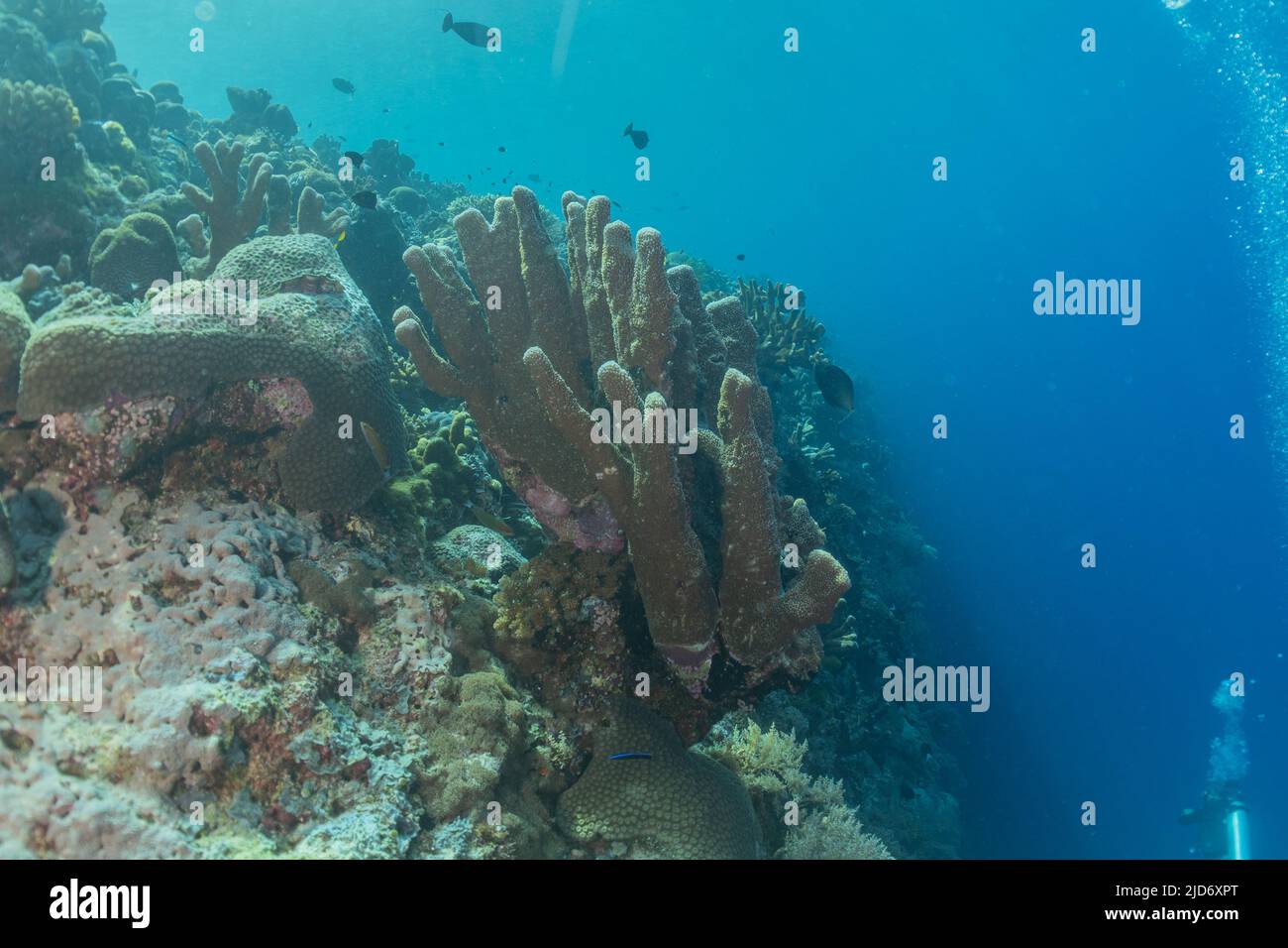 Coral reef and water plants at the Tubbataha Reefs, Philippines Stock ...