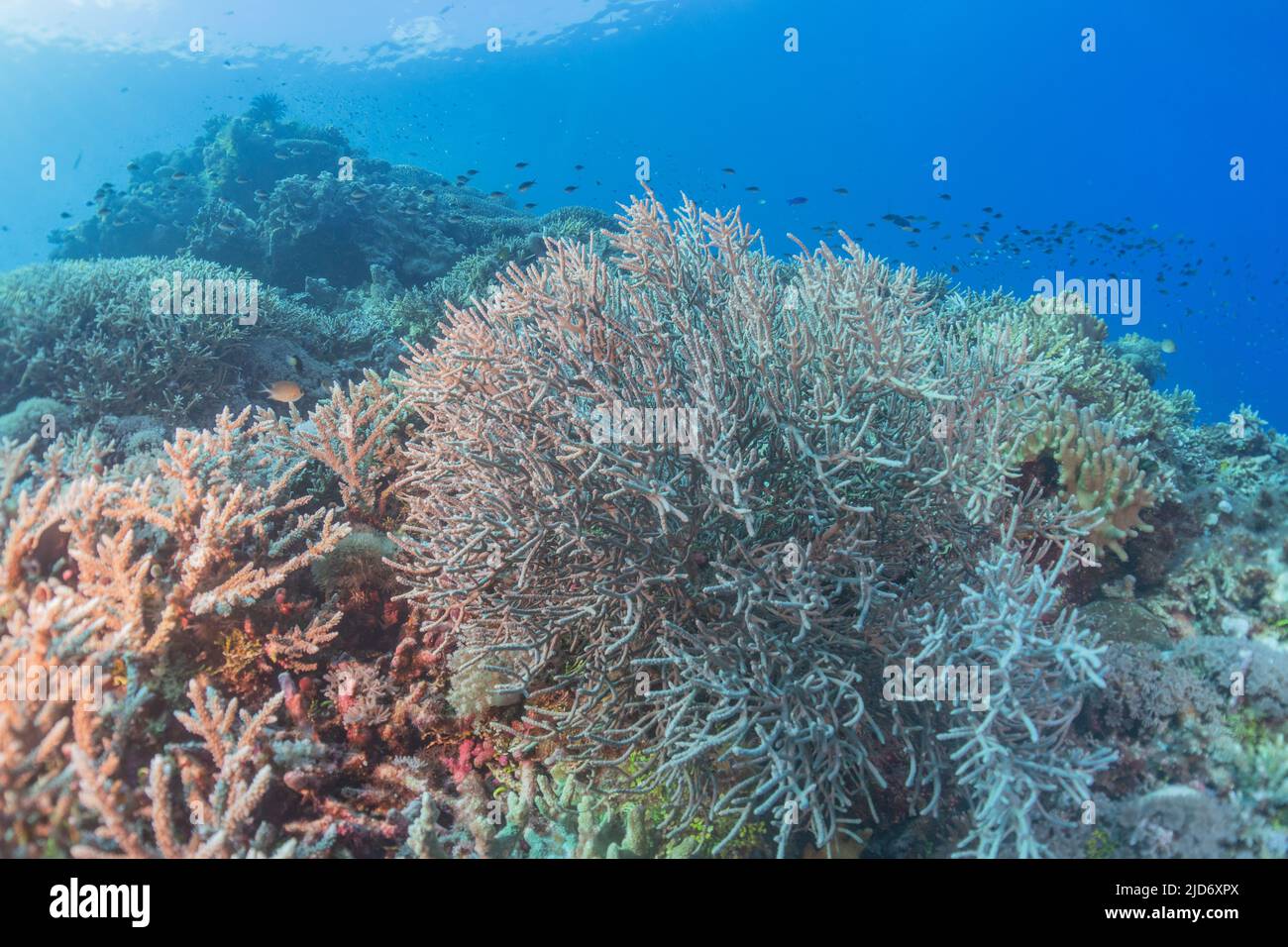 Coral reef and water plants at the Tubbataha Reefs, Philippines Stock ...