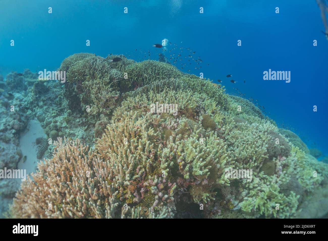 Coral reef and water plants at the Tubbataha Reefs, Philippines Stock ...