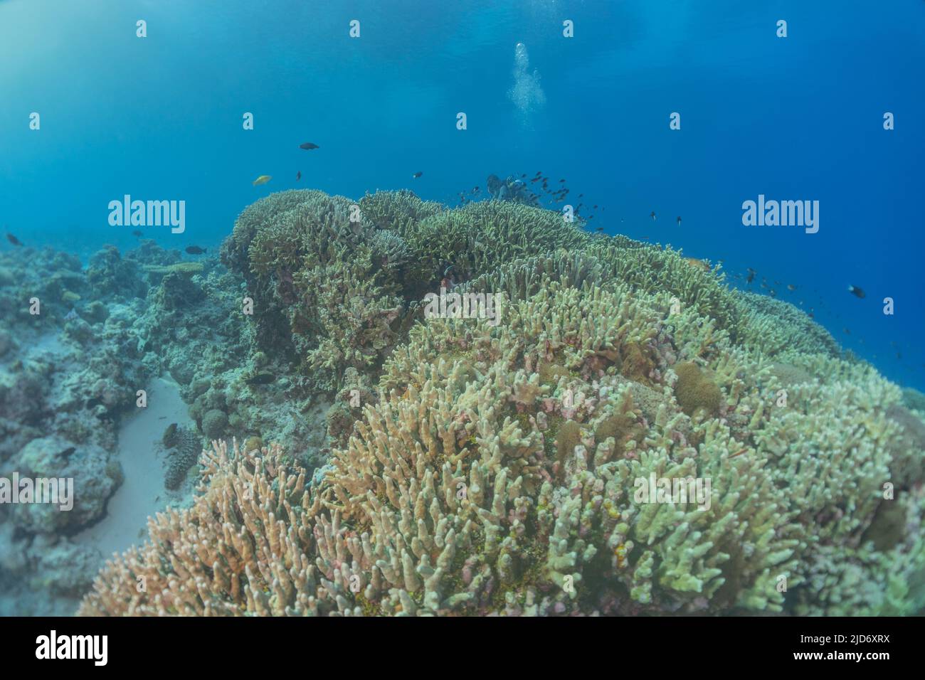Coral reef and water plants at the Tubbataha Reefs, Philippines Stock ...