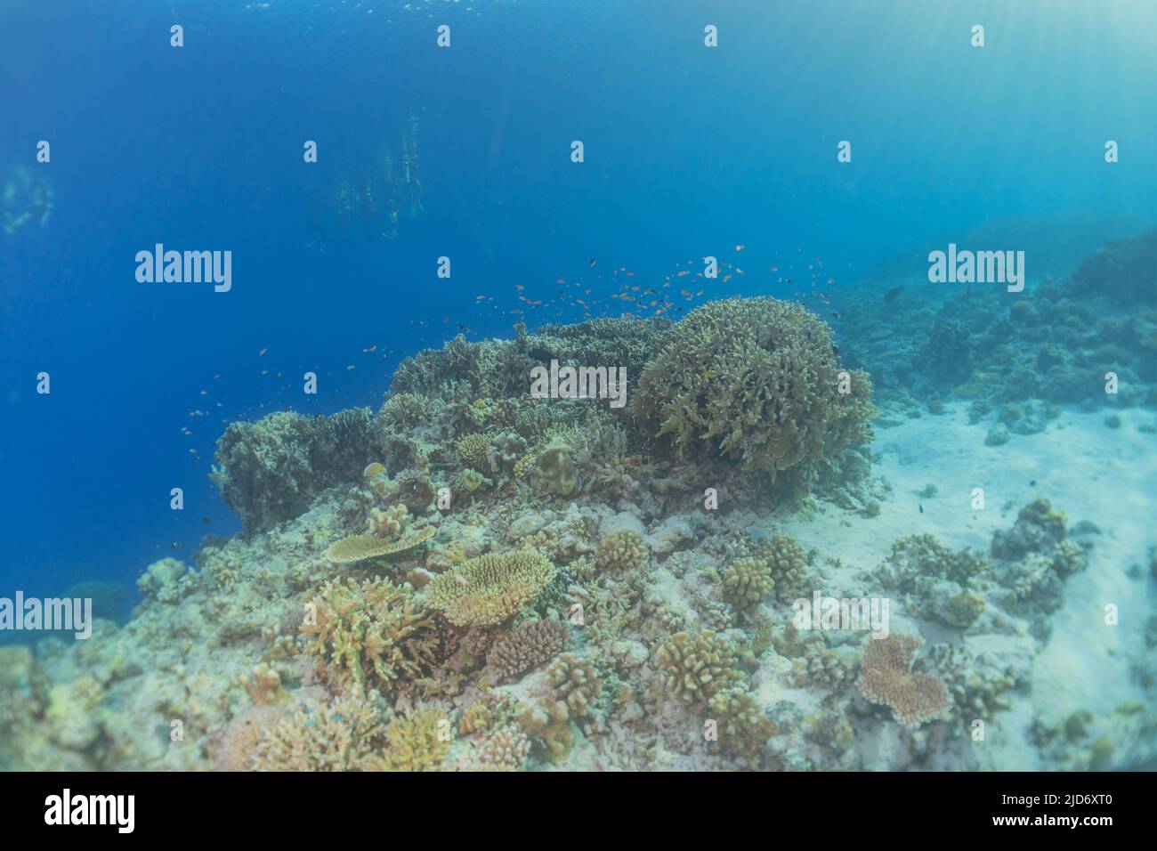 Coral reef and water plants at the Tubbataha Reefs, Philippines Stock ...