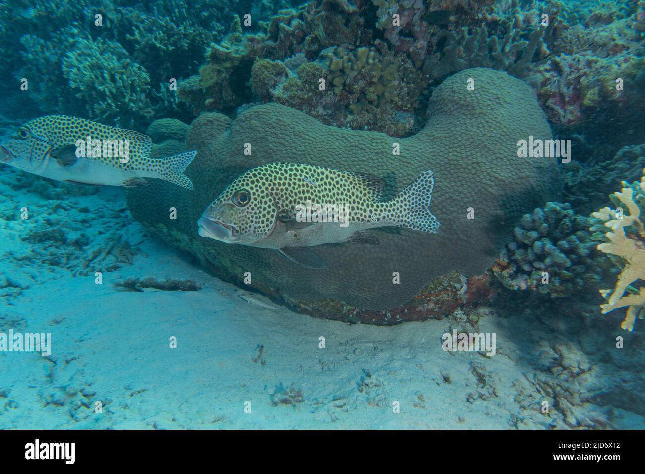 Fish swim at the Tubbataha Reefs Philippines Stock Photo - Alamy