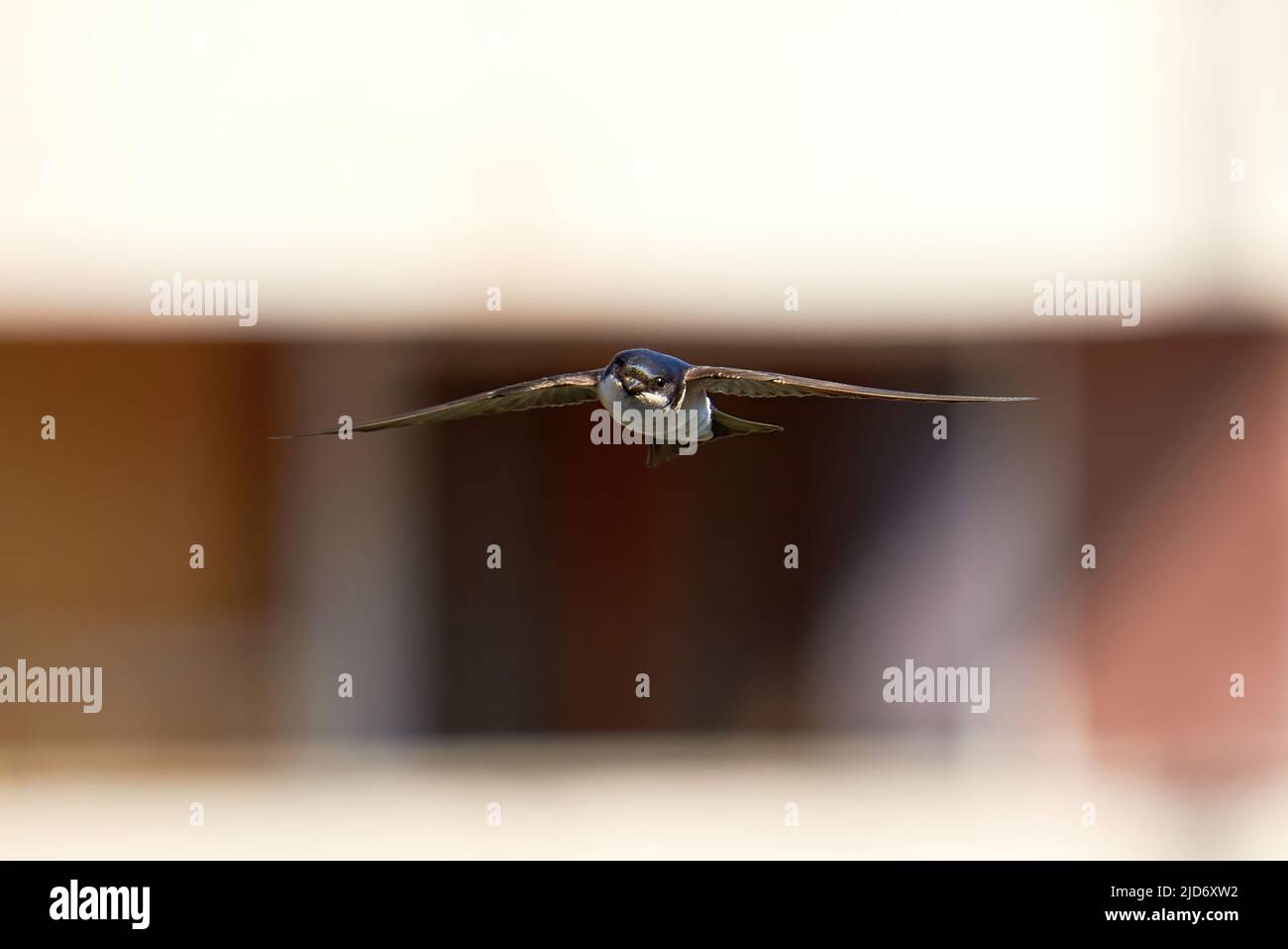 Common house martin bird in flight (Delichon urbicum Stock Photo - Alamy
