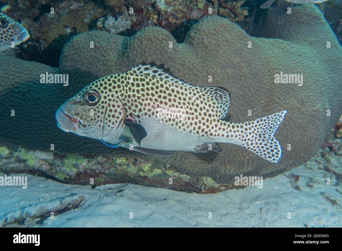 Fish swim at the Tubbataha Reefs Philippines Stock Photo - Alamy