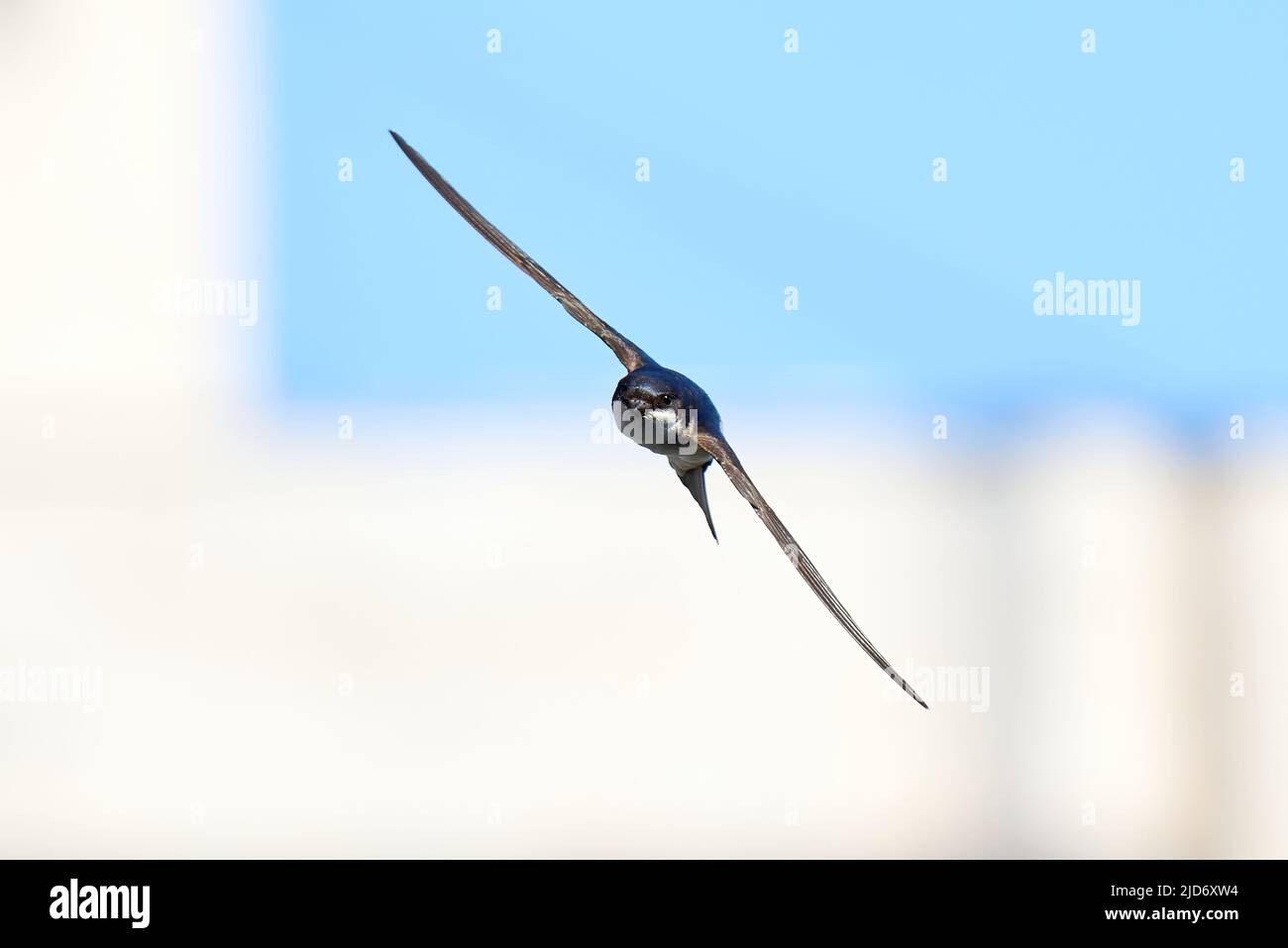 Common house martin bird in flight (Delichon urbicum Stock Photo - Alamy