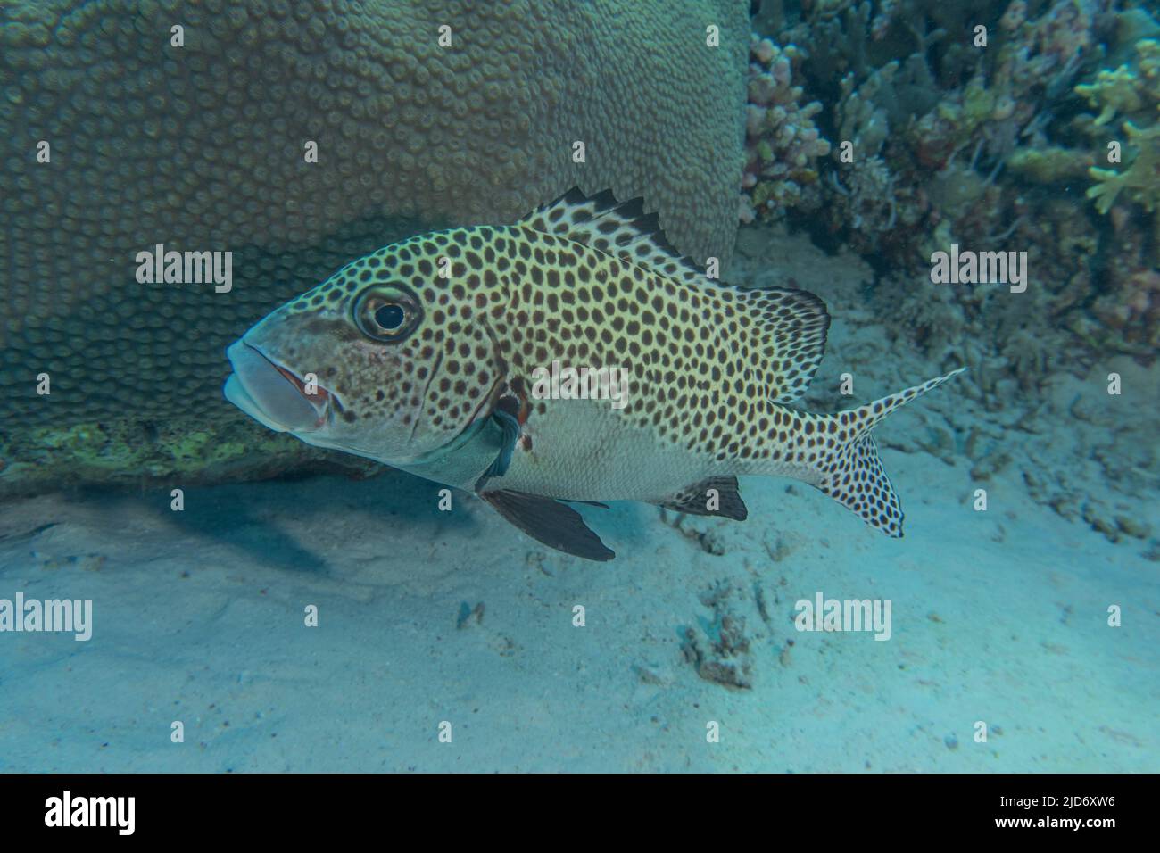 Fish swim at the Tubbataha Reefs Philippines Stock Photo - Alamy