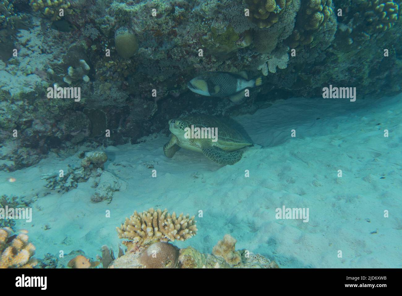 Hawksbill sea turtle at the Tubbataha Reefs Philippines Stock Photo - Alamy