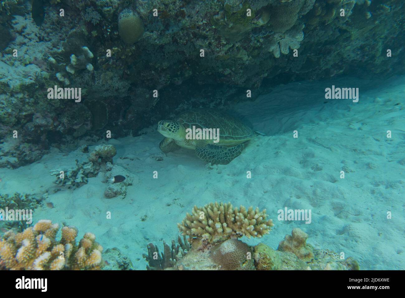 Hawksbill sea turtle at the Tubbataha Reefs Philippines Stock Photo - Alamy