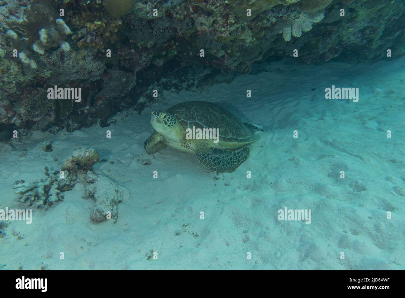 Hawksbill sea turtle at the Tubbataha Reefs Philippines Stock Photo - Alamy