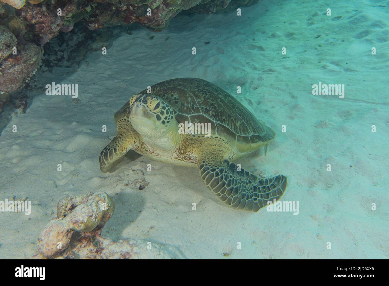 Hawksbill sea turtle at the Tubbataha Reefs Philippines Stock Photo - Alamy