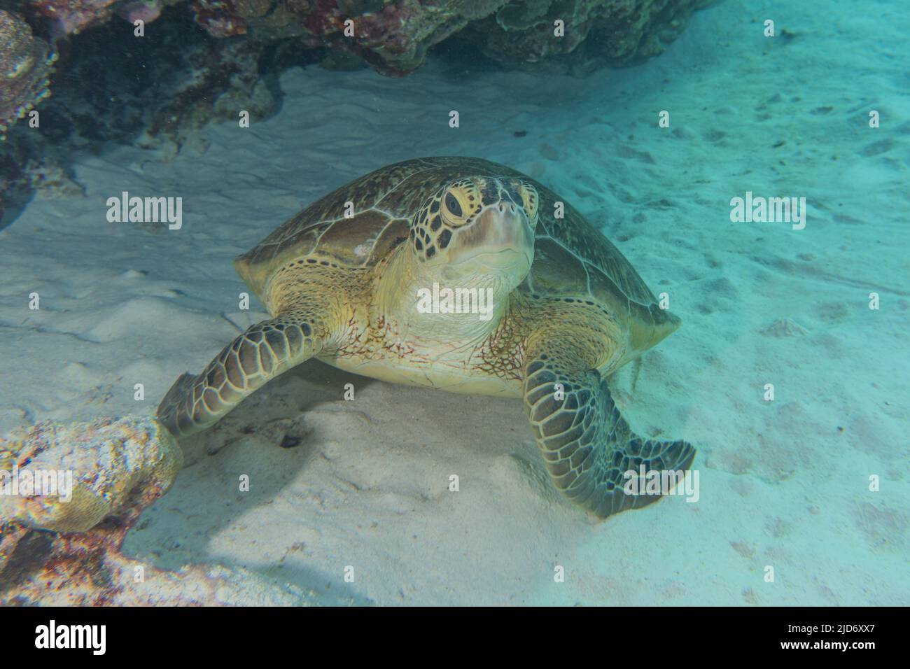 Hawksbill sea turtle at the Tubbataha Reefs Philippines Stock Photo - Alamy