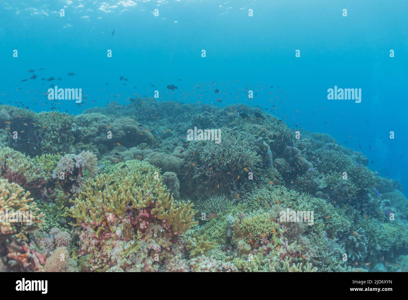 Coral reef and water plants at the Tubbataha Reefs, Philippines Stock ...