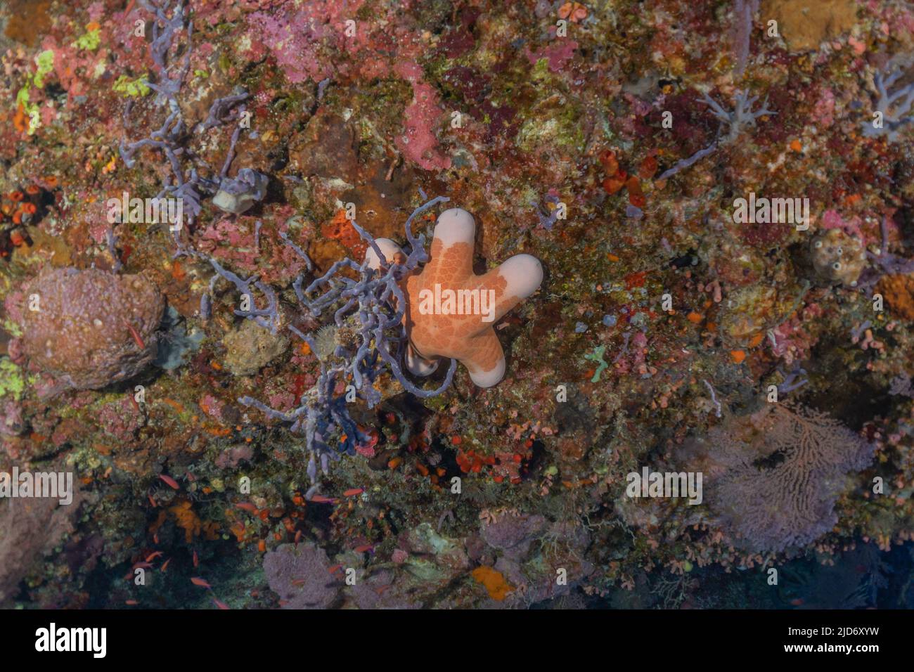 Starfish On the seabed at the Tubbataha Reefs Philippines Stock Photo ...