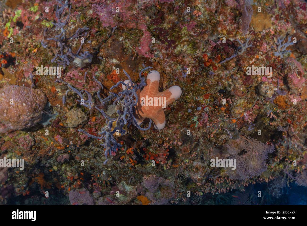 Starfish On the seabed at the Tubbataha Reefs Philippines Stock Photo ...