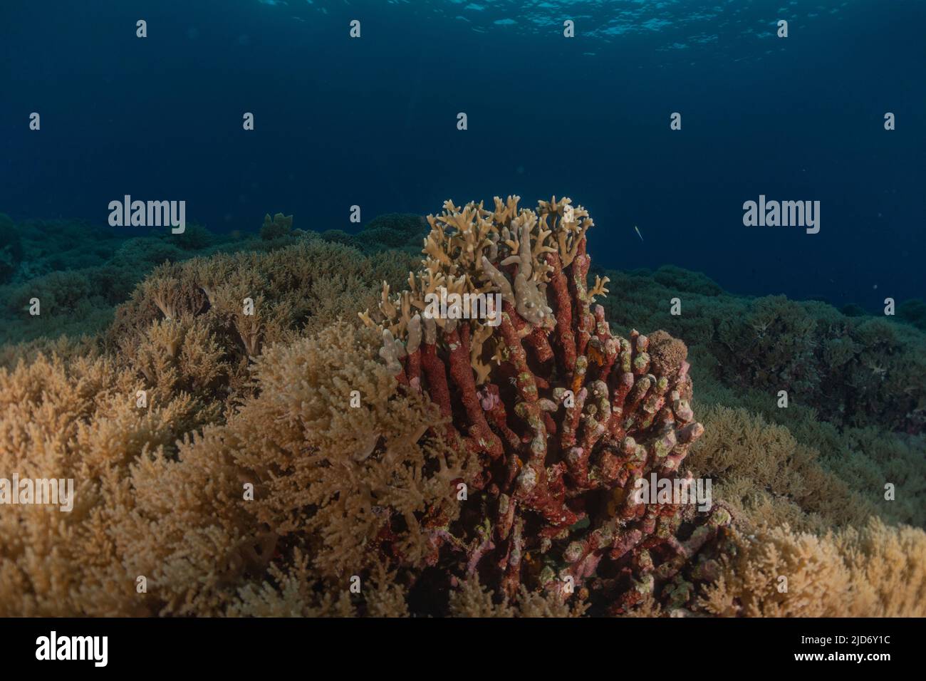 Coral reef and water plants at the Tubbataha Reefs, Philippines Stock ...