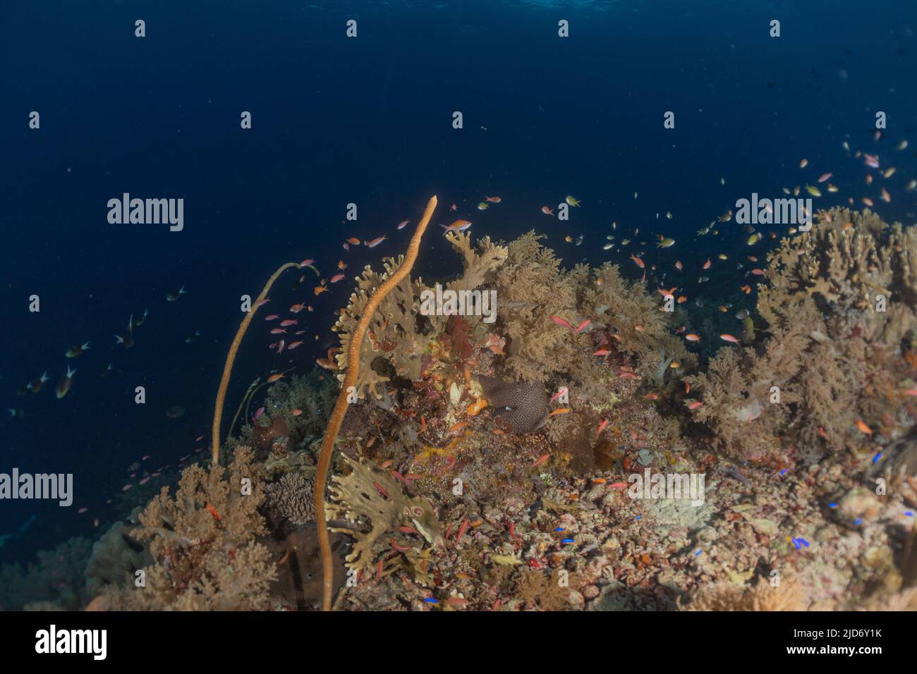 Coral reef and water plants at the Tubbataha Reefs, Philippines Stock ...