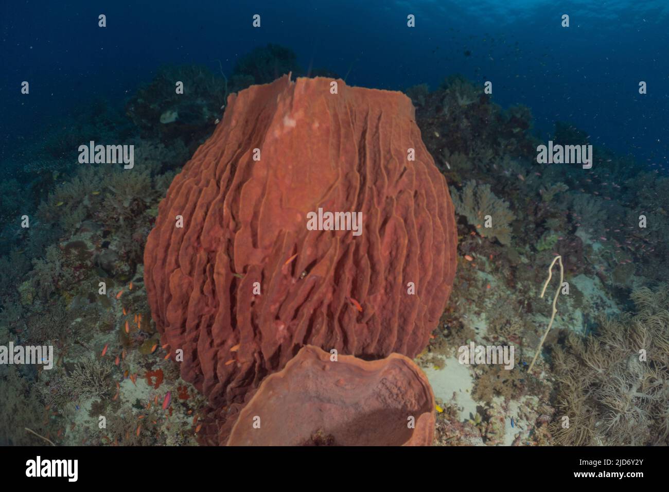 Coral reef and water plants at the Tubbataha Reefs, Philippines Stock ...