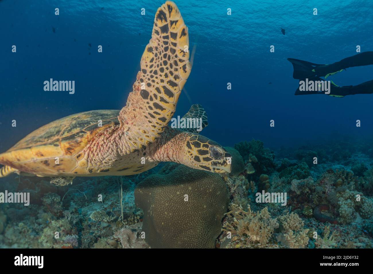 Hawksbill sea turtle at the Tubbataha Reefs Philippines Stock Photo - Alamy