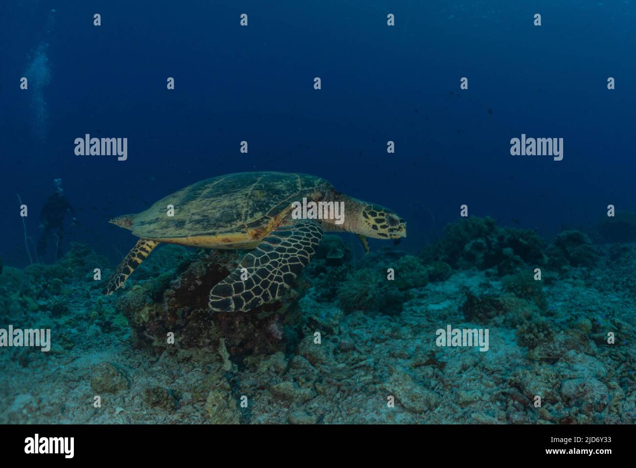 Hawksbill sea turtle at the Tubbataha Reefs Philippines Stock Photo - Alamy