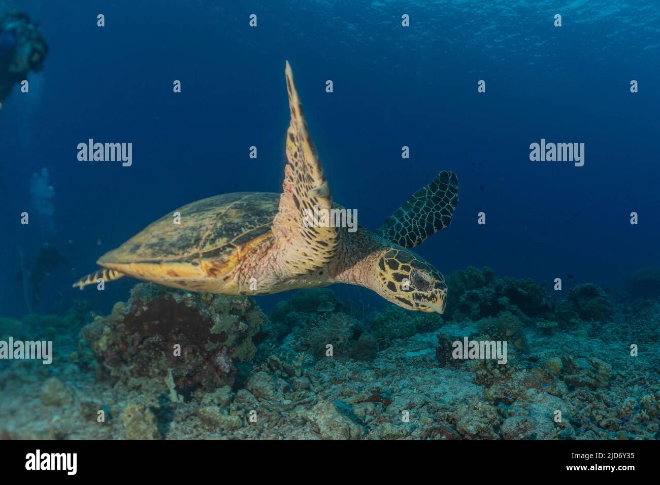 Hawksbill sea turtle at the Tubbataha Reefs Philippines Stock Photo - Alamy