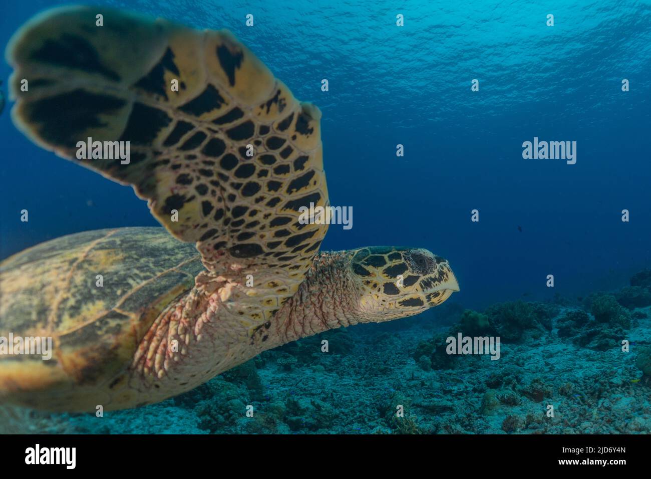Hawksbill sea turtle at the Tubbataha Reefs Philippines Stock Photo - Alamy