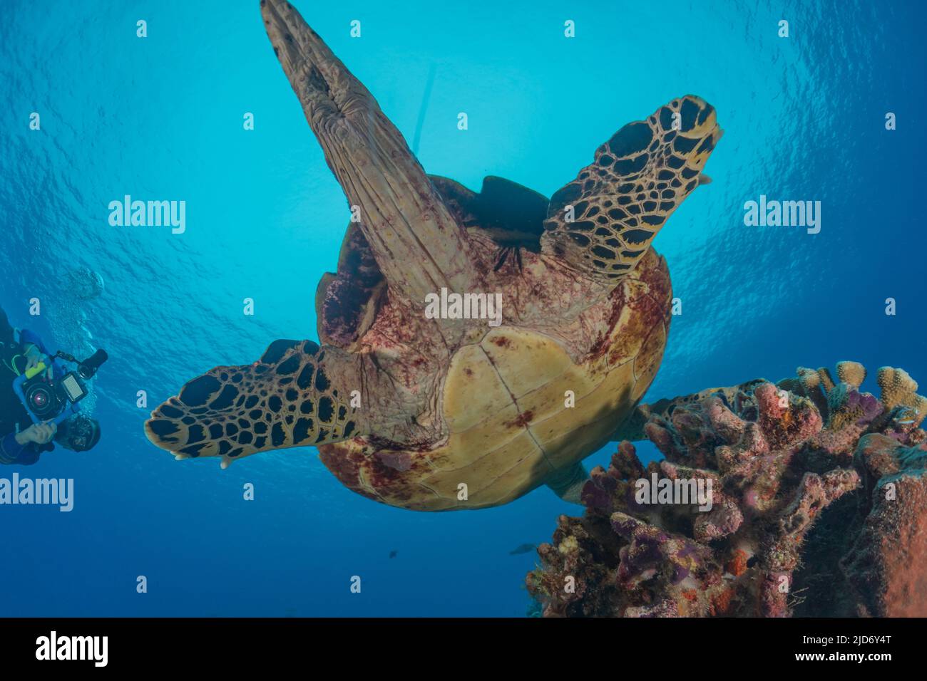 Hawksbill sea turtle at the Tubbataha Reefs Philippines Stock Photo - Alamy