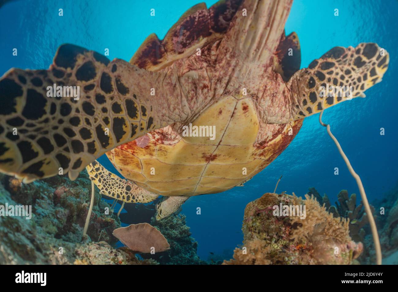 Hawksbill sea turtle at the Tubbataha Reefs Philippines Stock Photo - Alamy