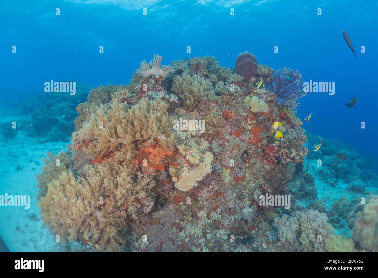 Coral reef and water plants at the Tubbataha Reefs, Philippines Stock ...