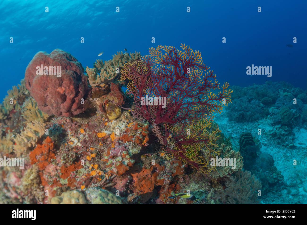 Coral reef and water plants at the Tubbataha Reefs, Philippines Stock ...