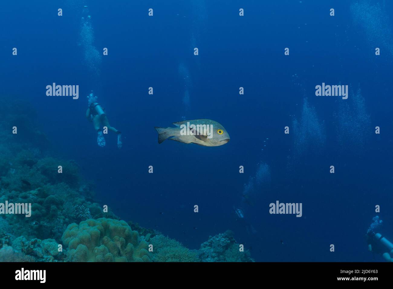Fish swim at the Tubbataha Reefs Philippines Stock Photo - Alamy