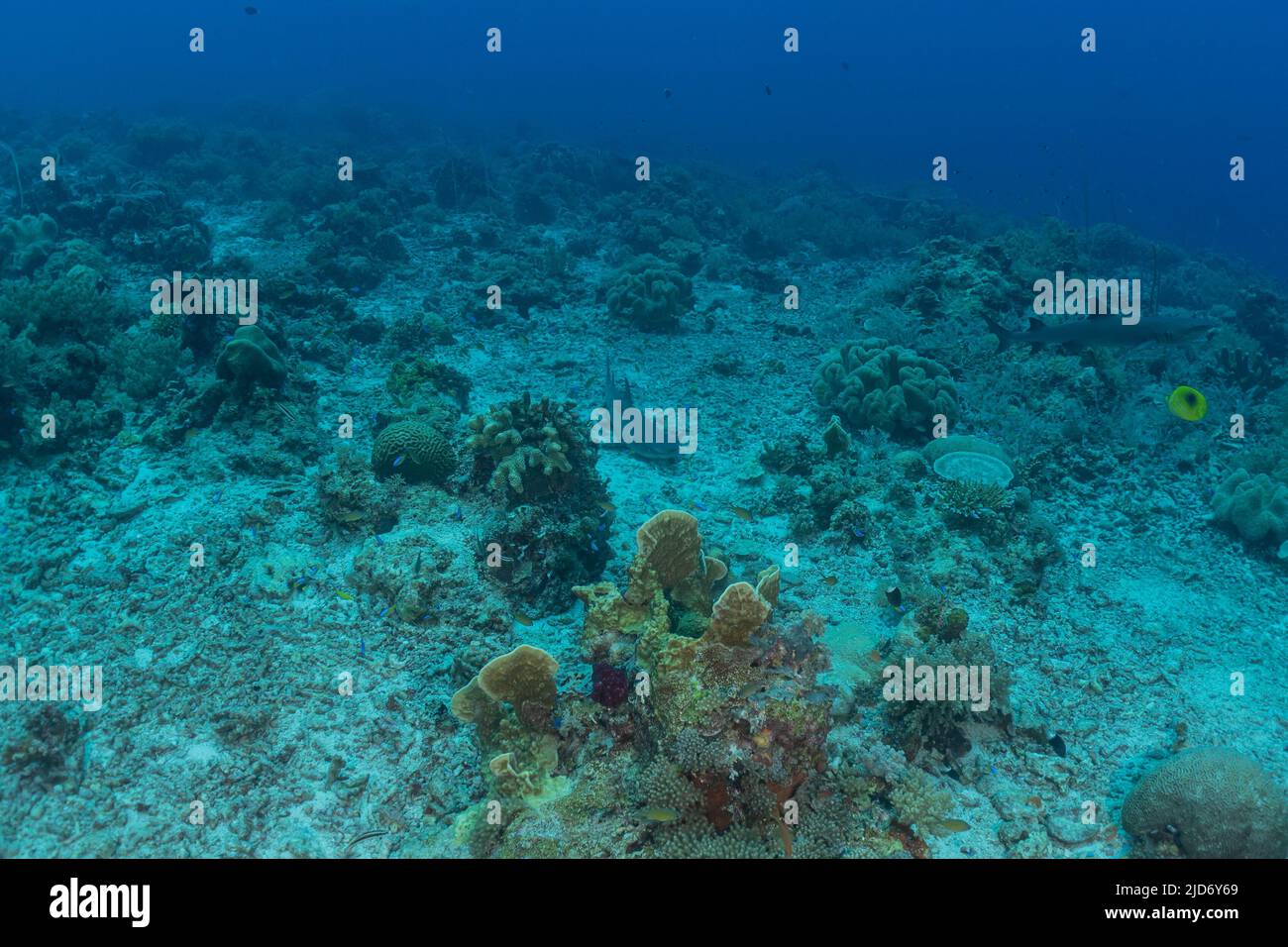 Coral reef and water plants at the Tubbataha Reefs, Philippines Stock ...