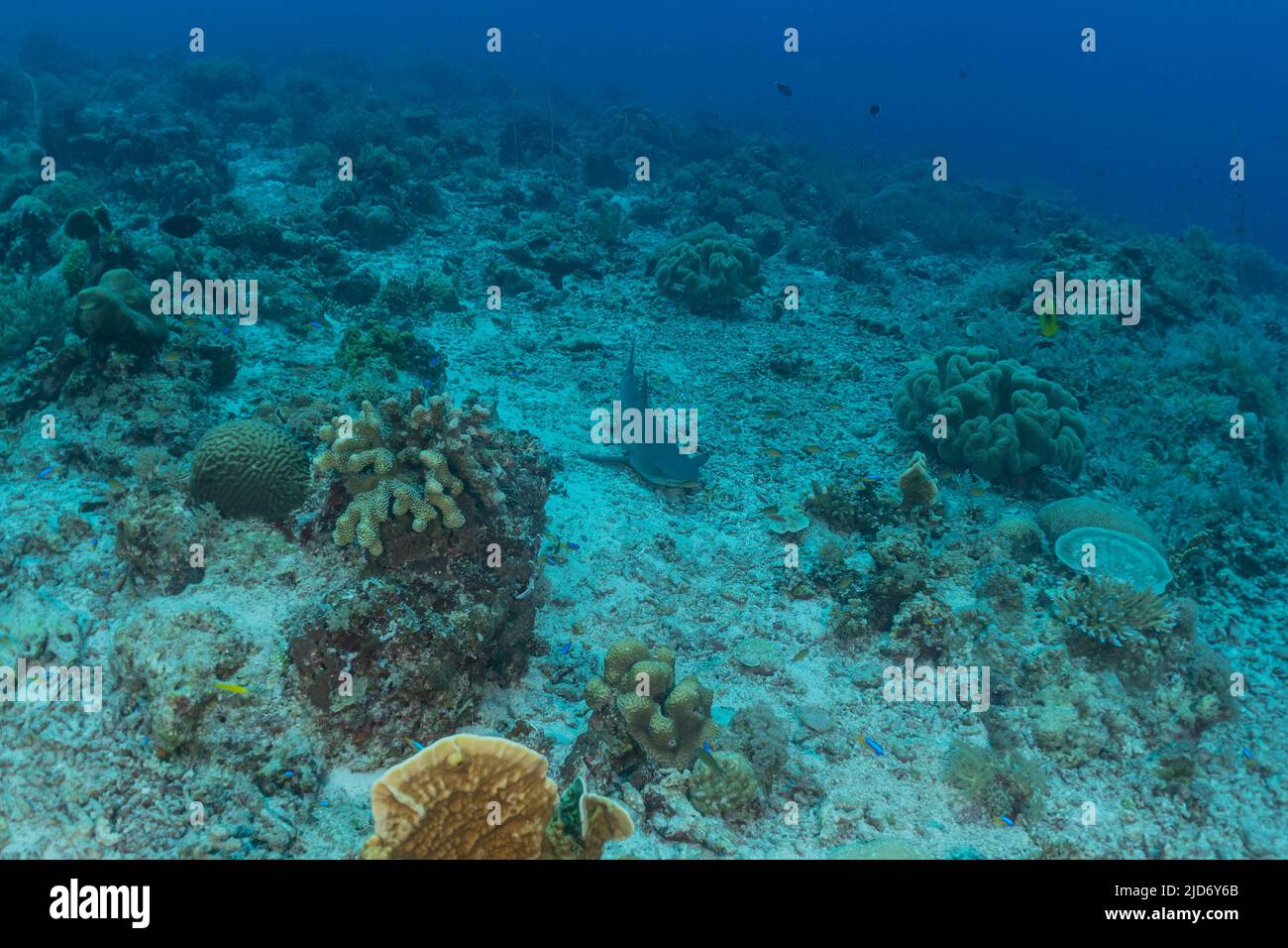 Coral reef and water plants at the Tubbataha Reefs, Philippines Stock ...
