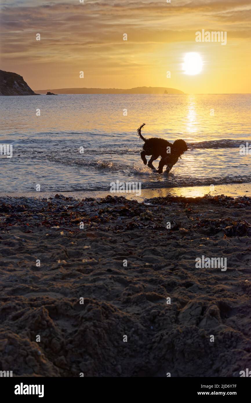 Bream cove Cornwall sunrise Stock Photo - Alamy